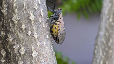 Spotted Lanternflies Are Starting To Reproduce
