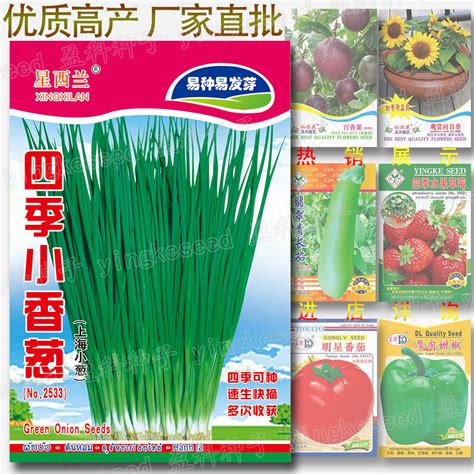 四季小香葱菜种子 约500粒 上海浓香小葱种籽 四季速生易种易发芽 阿里巴巴