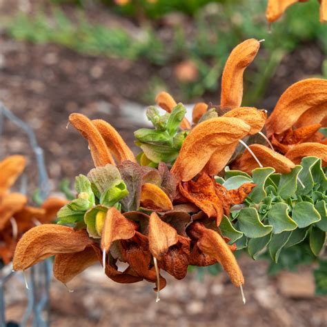South African Plants I A Complete Directory