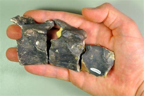 Scientists Find 12 Million Year Old Fossils Of Sea Cow Scinews