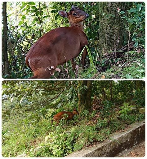 【大埔好去處】嘉道理農場夜行動物觀察體驗！觀賞螢火蟲貓頭鷹豹貓赤麂 港生活 尋找香港好去處