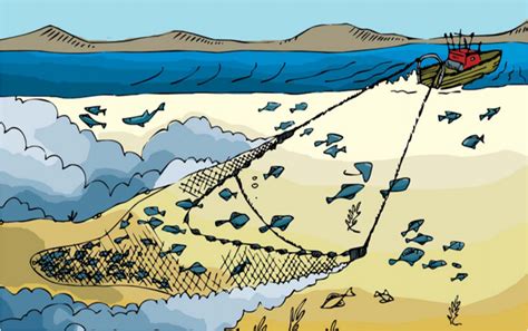 Directo Y Sin Rodeos La Pesca De Arrastre Es Un Crimen Ambiental Y Una