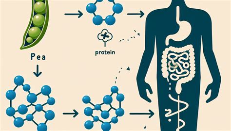 Can Pea Protein Cause Lbs Etprotein