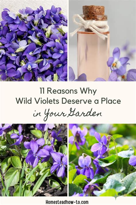 11 Reasons Why Wild Violets Deserve A Place In Your Garden