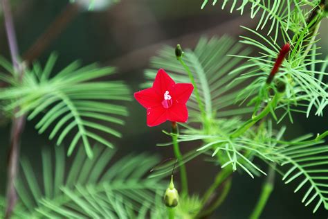Cypress Vine