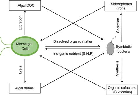 Microalgaebacteria Symbiosis In Microalgal Growth And Biofuel Production A Review Yao