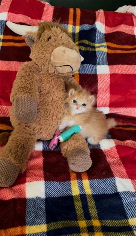 Viral Kitten Tater Tot Dies Suddenly Wkrg