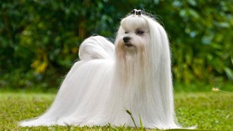 Bichon Maltais Race De Chien Et Chiot CANIBEST