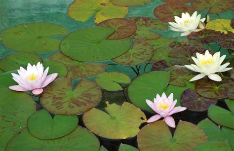 꽃 연꽃 수련 식물 수생 정원 잎 원 예 Water Lily Nature Photography Trees