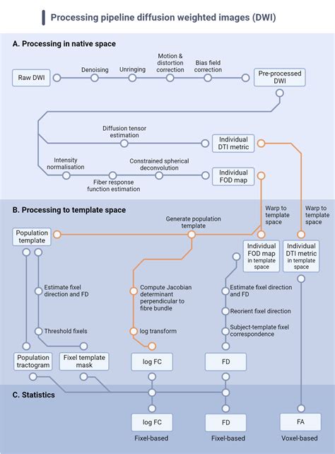 Processing Pipeline Diffusion Weighted Imaging Biorender Science Templates