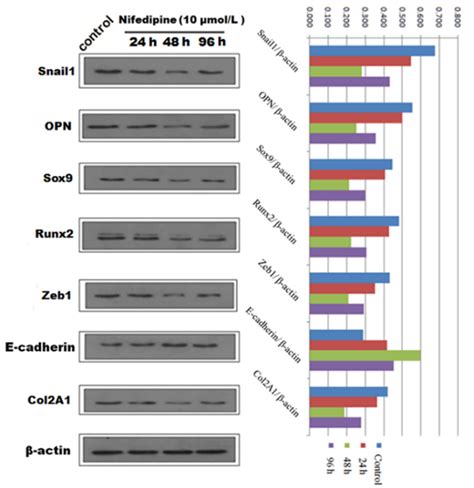Qualitative And Quantitative Analysis Of Western Blot Showed The