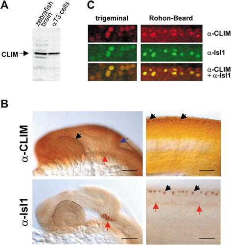 Figure 1 From Multiple Functions Of Lim Domain Binding Clim Nli Ldb