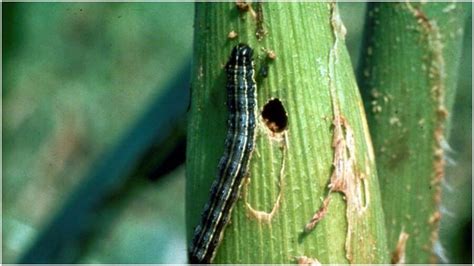 Gmo Maize Could Halt Devastating Fall Army Worm Invasion In Uganda—if