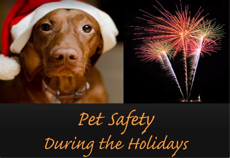 Keeping Pets Safe During The Holidays Victor Valley News