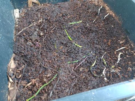 We Put This Pothos Stem In The Composter Months Ago R Vermiculture