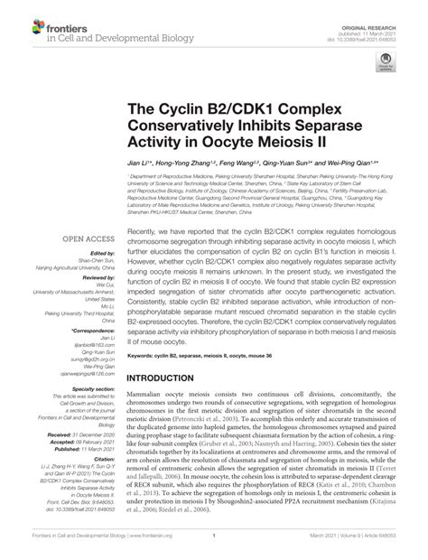 Pdf The Cyclin B2 Cdk1 Complex Conservatively Inhibits Separase