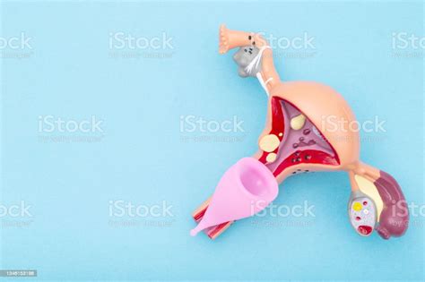 여성 생식 시스템과 파란색 배경에 분홍색 생리컵의 모형 소녀의 생리 중에 배출을위한 의료 질 그릇의 참신함의 개념 텍스트 생태를 위한 공간 복사 실물 모형에 대한 스톡 사진
