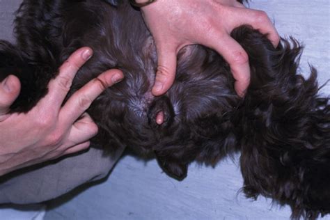 Disorders Of Sexual Development In Dogs Canis Vetlexicon