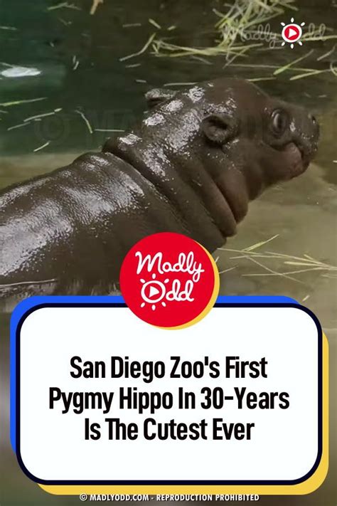 San Diego Zoo Welcomes Adorable Pygmy Hippo