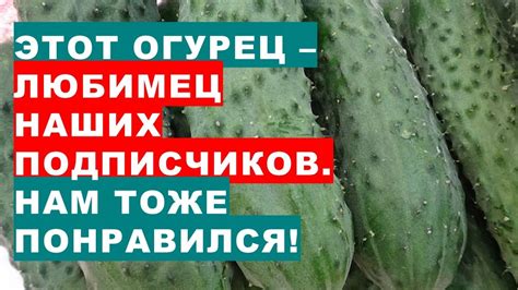 Этот огурец любимец наших подписчиков теперь растет на нашем огороде И он нам понравился