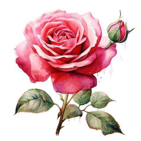 Premium Vector Rose Flower Vector