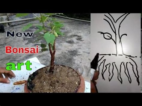 Bonsai Tutorial For Beginners How To Making Peepal Bonsai YouTube