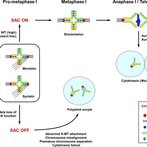 The Subcellular Localization Of Aurora C And Its Possible Functions In Download Scientific