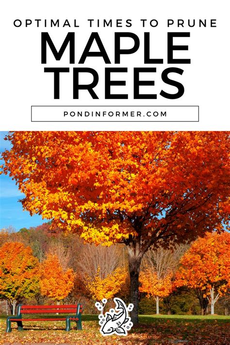 Maple Tree Success The Best Pruning Times For Your Maple Trees Maple Tree Success The Best Pruning Times For Your Maple Trees