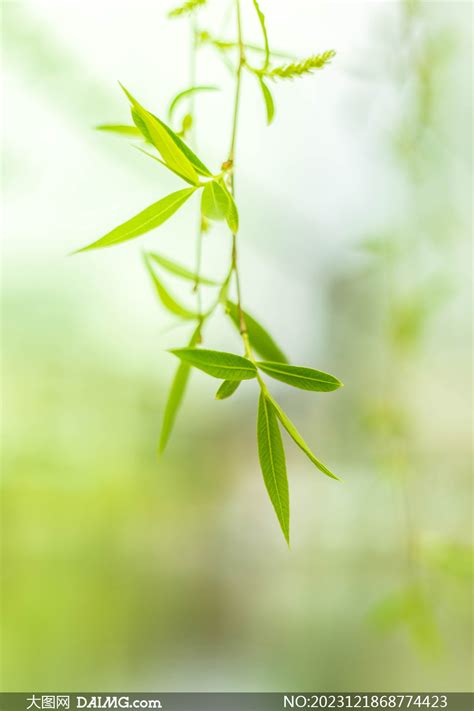 春天的气息杨柳枝特写摄影高清图片大图网图片素材