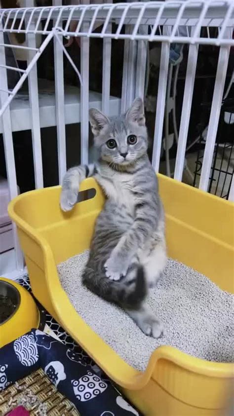 Watch Me Sit Like You Hooman Album On Imgur