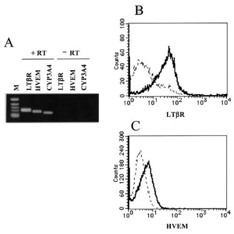 Characterization Of The Human Primary Hepatocytes In This Experiments