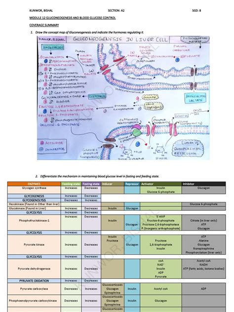 Coverage Summary Module 12 Gluconeogenesis Pdf Glycolysis Pyruvic