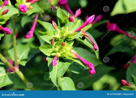 Marvel Of Peru Or Mirabilis Jalapa Perennial Plant With Egg Shaped