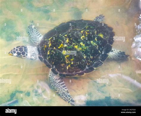 Green Sea Turtle Hawksbill Sea Turtle Loggerhead Sea Turtle Swims Stock