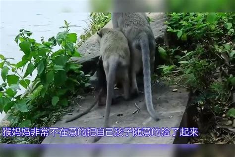 都说虎毒不食子，你见过用脚踩自己宝宝的母猴吗？镜头记录全过程都说宝宝镜头