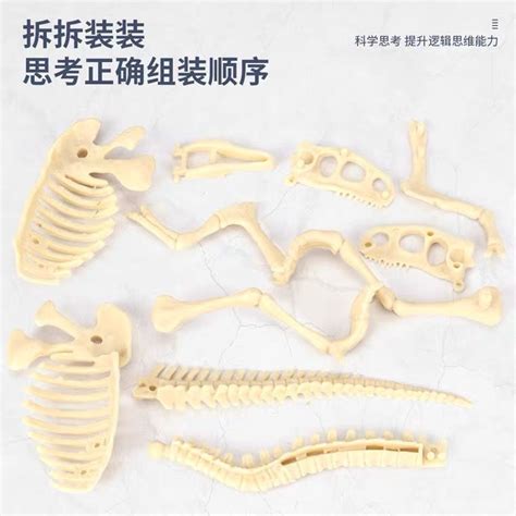Dinosaur เกมตกปลา★ ฟอสซิลไดโนเสาร์โบราณคดีขนาดใหญ่ Tyrannosaurus Skeleton Skeleton Toys Minings