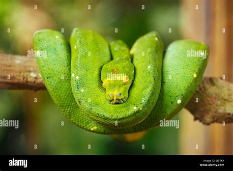 Green Tree Python Stock Photo Alamy
