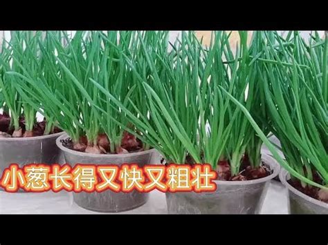打包盒别再扔掉了用来种香葱效果真好2周就能收割新鲜好吃 YouTube