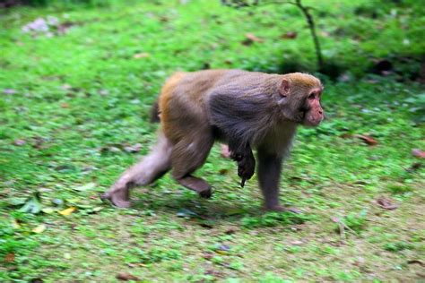 贵阳黔灵山动物园之野生猴十 中关村在线摄影论坛