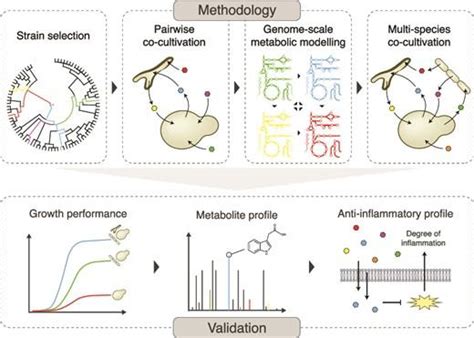 Saccharomyces Boulardii Enhances Anti Inflammatory Effectors And Ahr