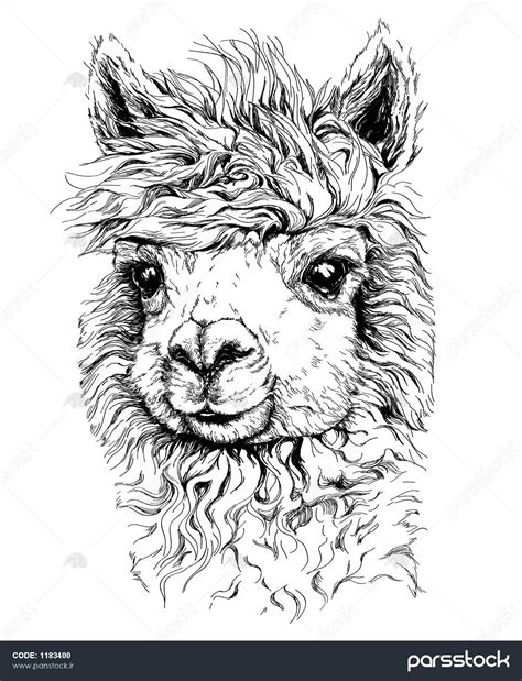 طرح واقع گرایانه لاما آلپاکا نقاشی سیاه و سفید جدا شده روی سفید وکتور