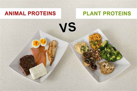 10 Types Of Protein Powder Nutrition Amino Acids And Bioavailability