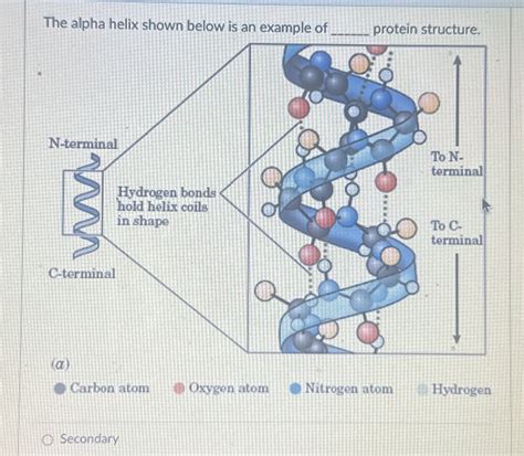solved the alpha helix shown below is an example of protein structure