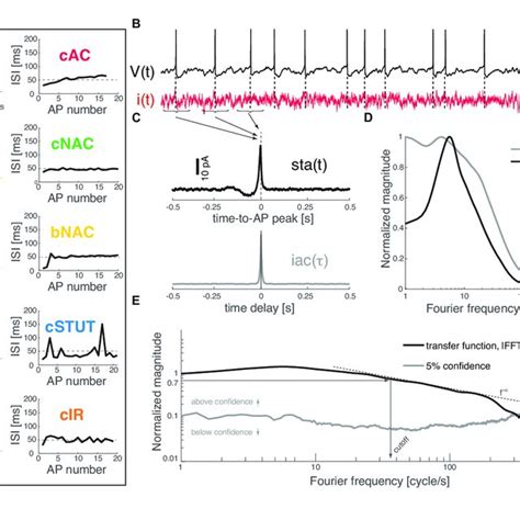 Dynamical Transfer Function Identification In L1 Cortical Download Scientific Diagram