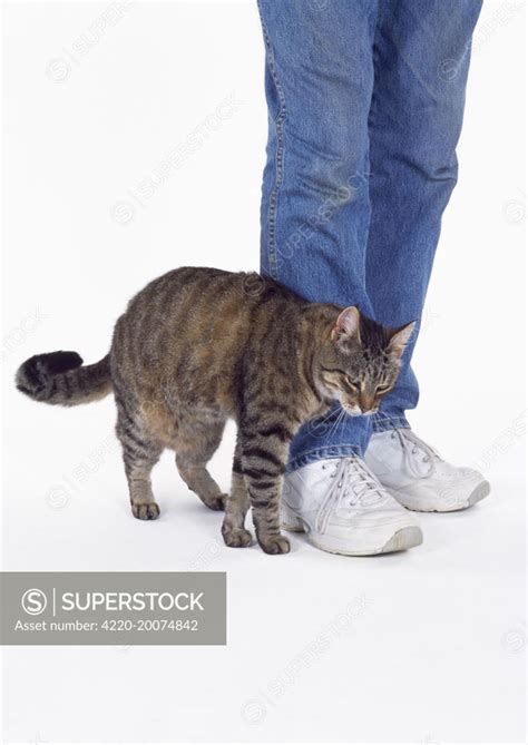 Cat Tabby Cat Rubbing Against Owners Legs Superstock