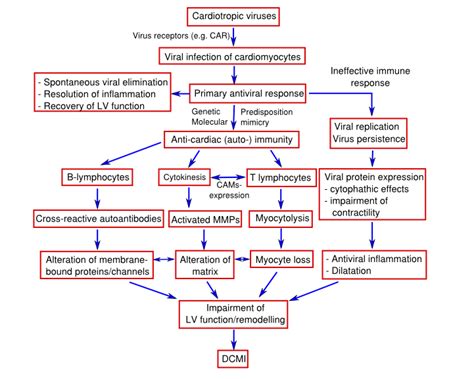 Myocarditis Pathophysiology Frontiers Dysregulated Cd4 T Cells And