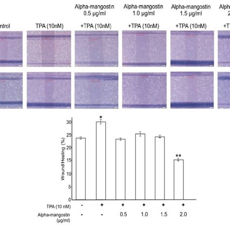 A Representative Micrographs Of The Wound Healing Assay After