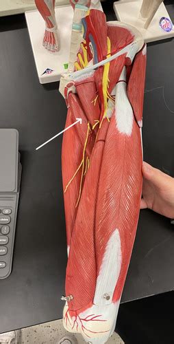 Lower Appendicular Musculature Flashcards Quizlet