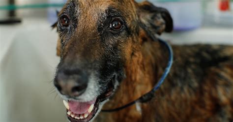 Cómo Limpiar A Tu Perro Sin Necesidad De Bañarlo Infobae