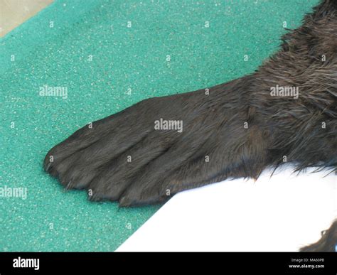 Adapted For Swimming In Contrast The Hind Paws Of Sea Otters Are